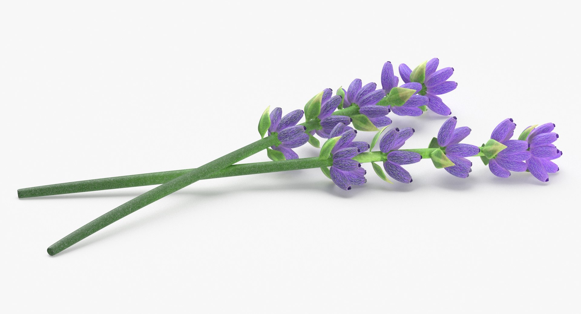 Prop 11 Lavender Sprigs Type 02 Sprigs Model - TurboSquid 2144275