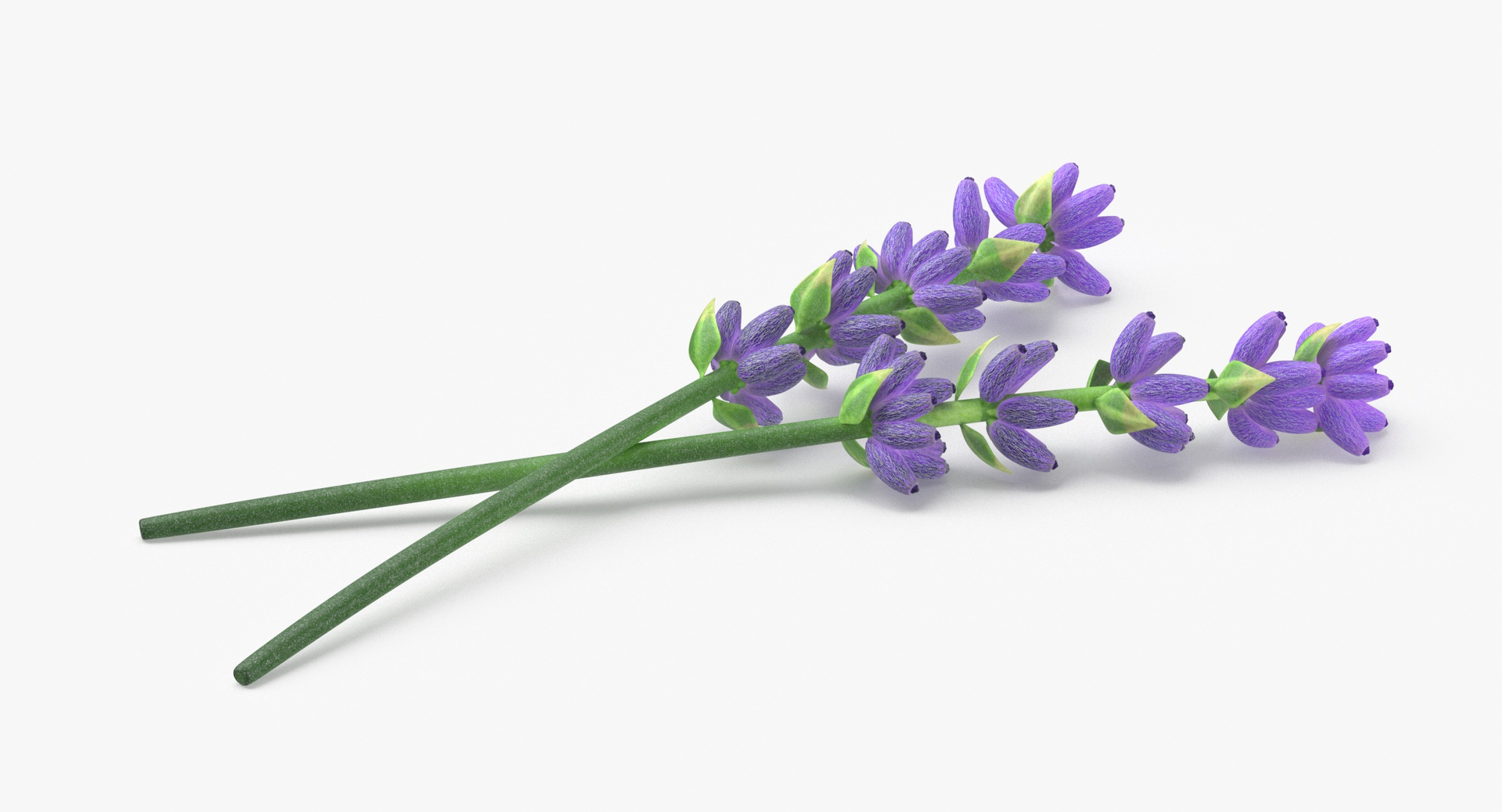 Prop 11 Lavender Sprigs Type 02 Sprigs Model - TurboSquid 2144275