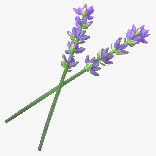 3D Lavender Models | TurboSquid