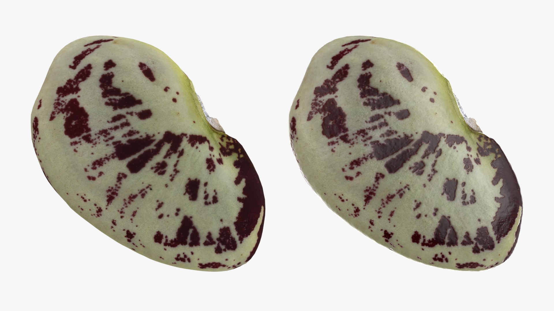3D Speckled Butter Bean Model - TurboSquid 2504331
