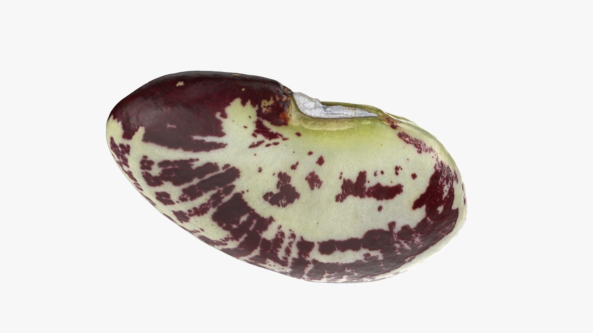 3D Speckled Butter Bean Model - TurboSquid 2504331
