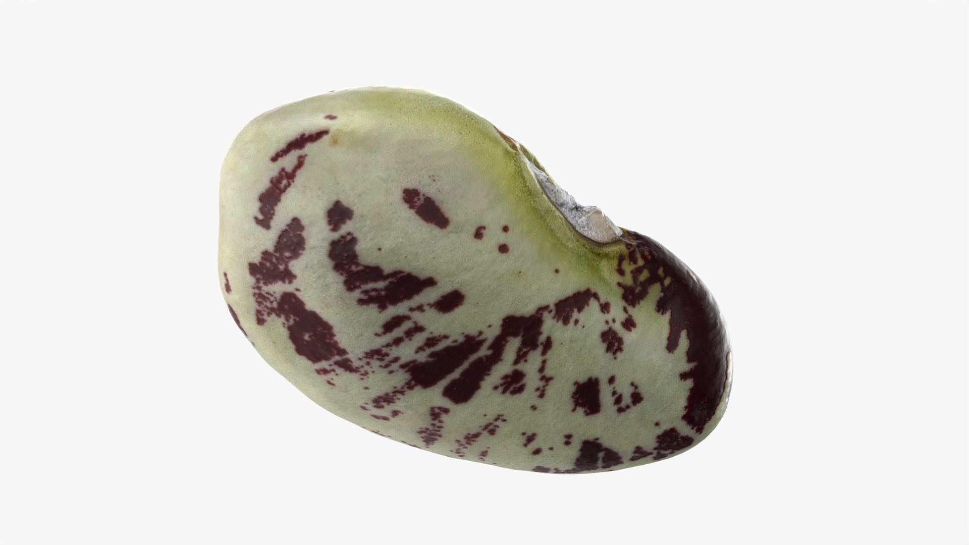 3D Speckled Butter Bean Model - TurboSquid 2504331