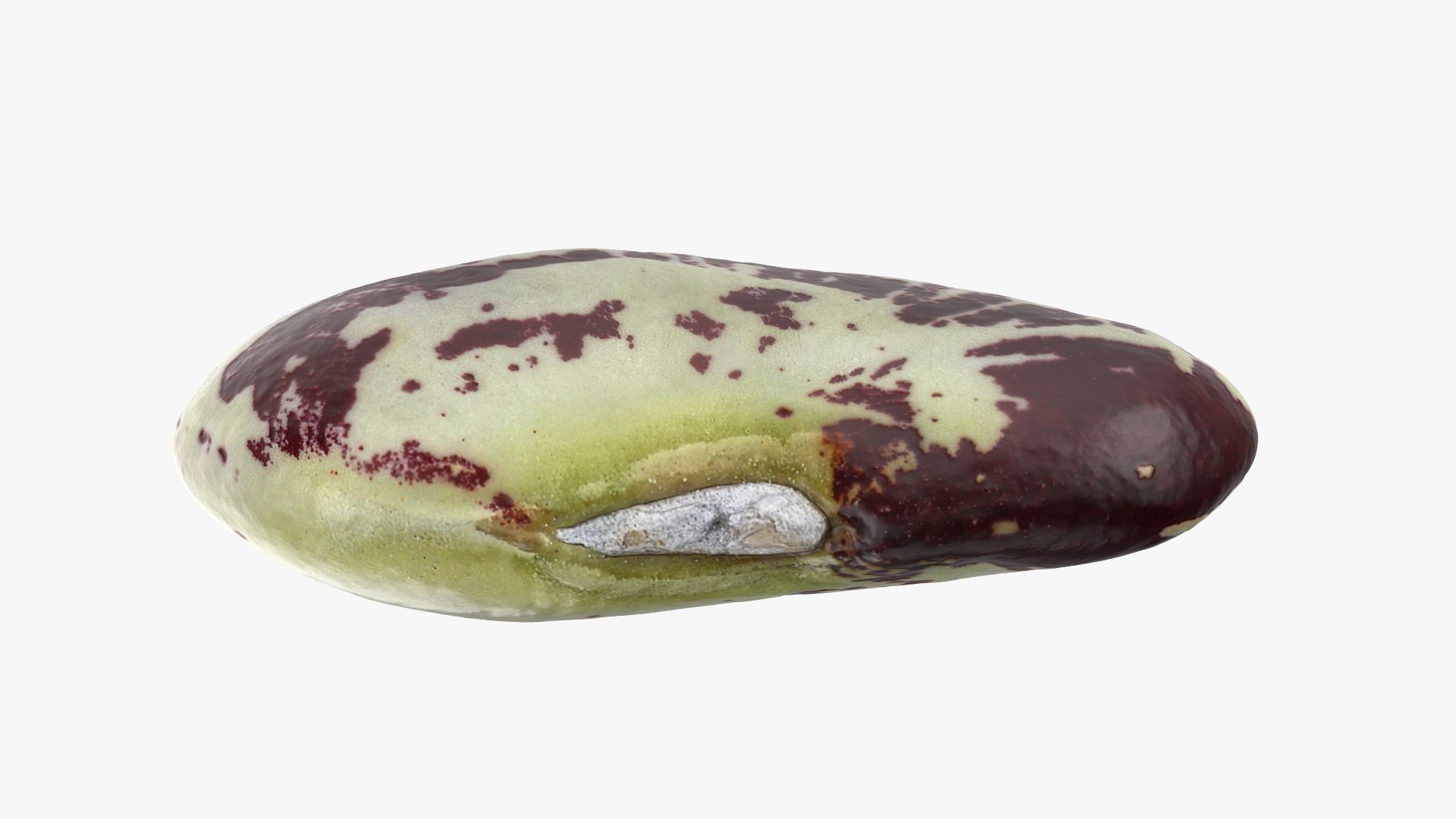 3D Speckled Butter Bean Model - TurboSquid 2504331