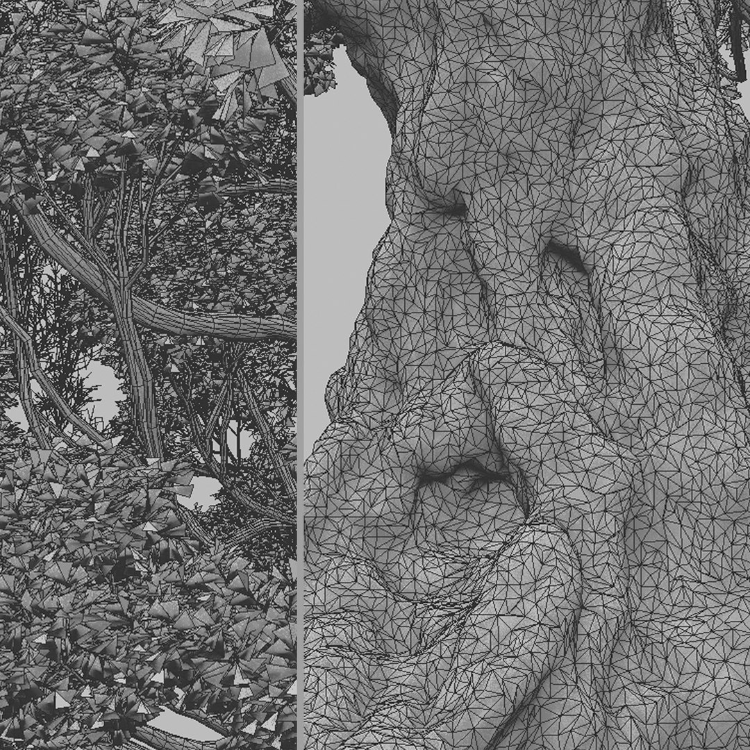 Cinnamomum Camphora Or Camphor Tree 3D Model - TurboSquid 1967087