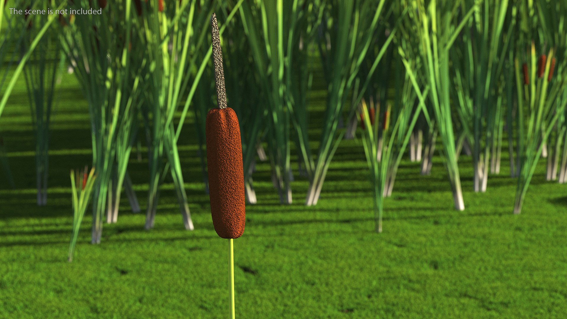 Typha Latifolia Plant Flower 3D Model - TurboSquid 2157856