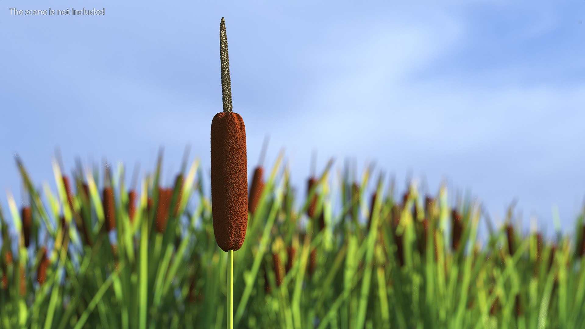 Typha Latifolia Plant Flower 3D Model - TurboSquid 2157856