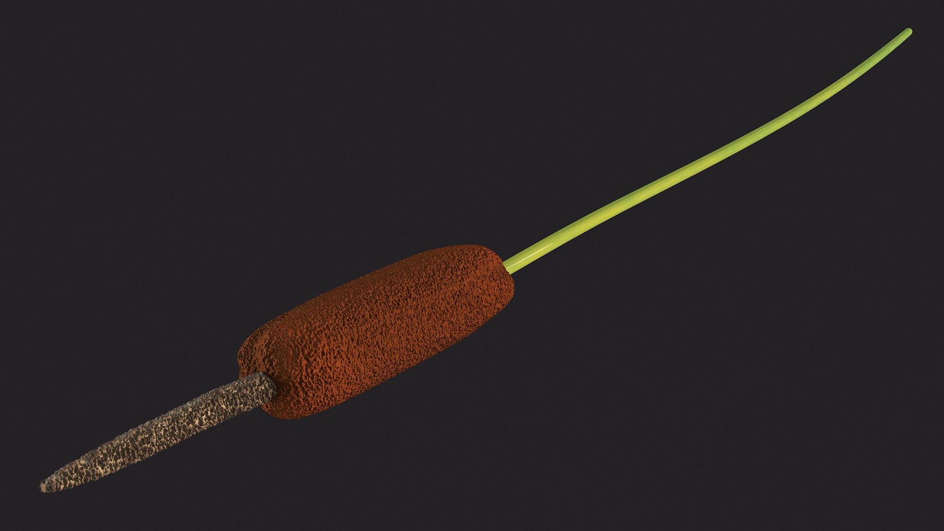 Typha Latifolia Plant Flower 3D Model - TurboSquid 2157856