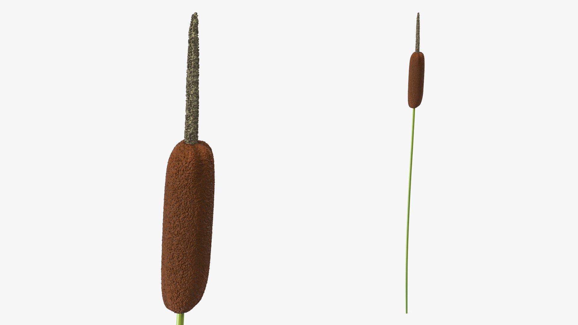 Typha Latifolia Plant Flower 3D Model - TurboSquid 2157856