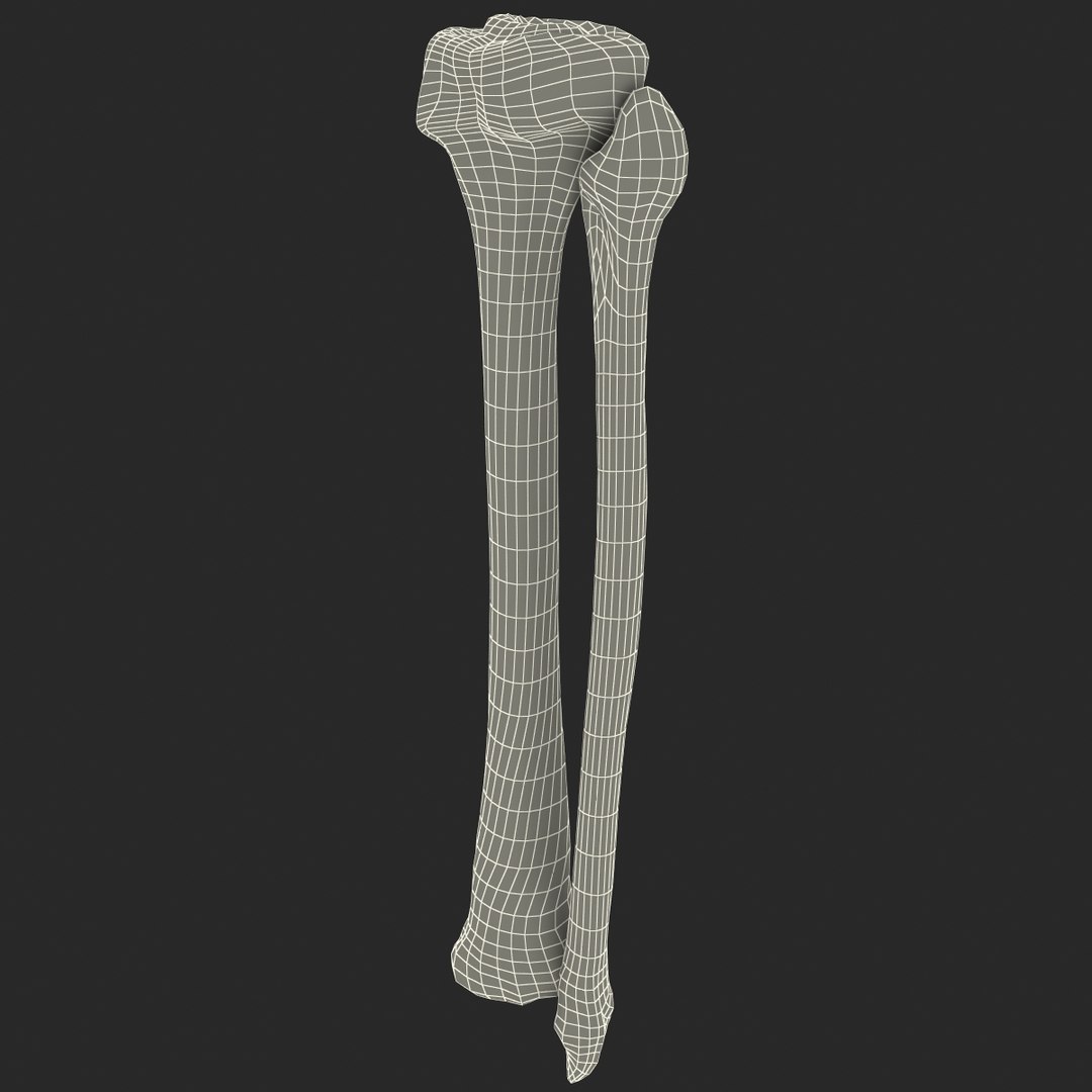 3d Model Fibula Tibia Bone