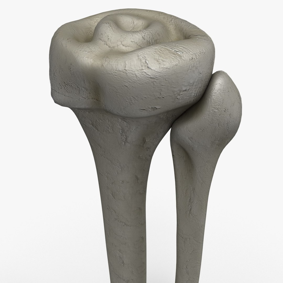 3d Model Fibula Tibia Bone