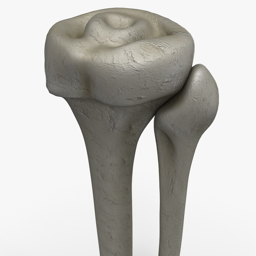 3d model fibula tibia bone
