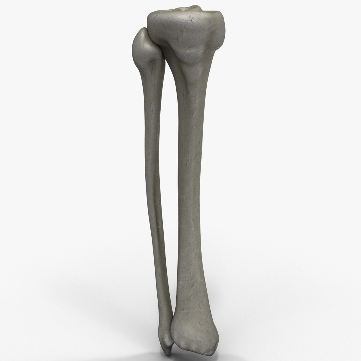 3d model fibula tibia bone