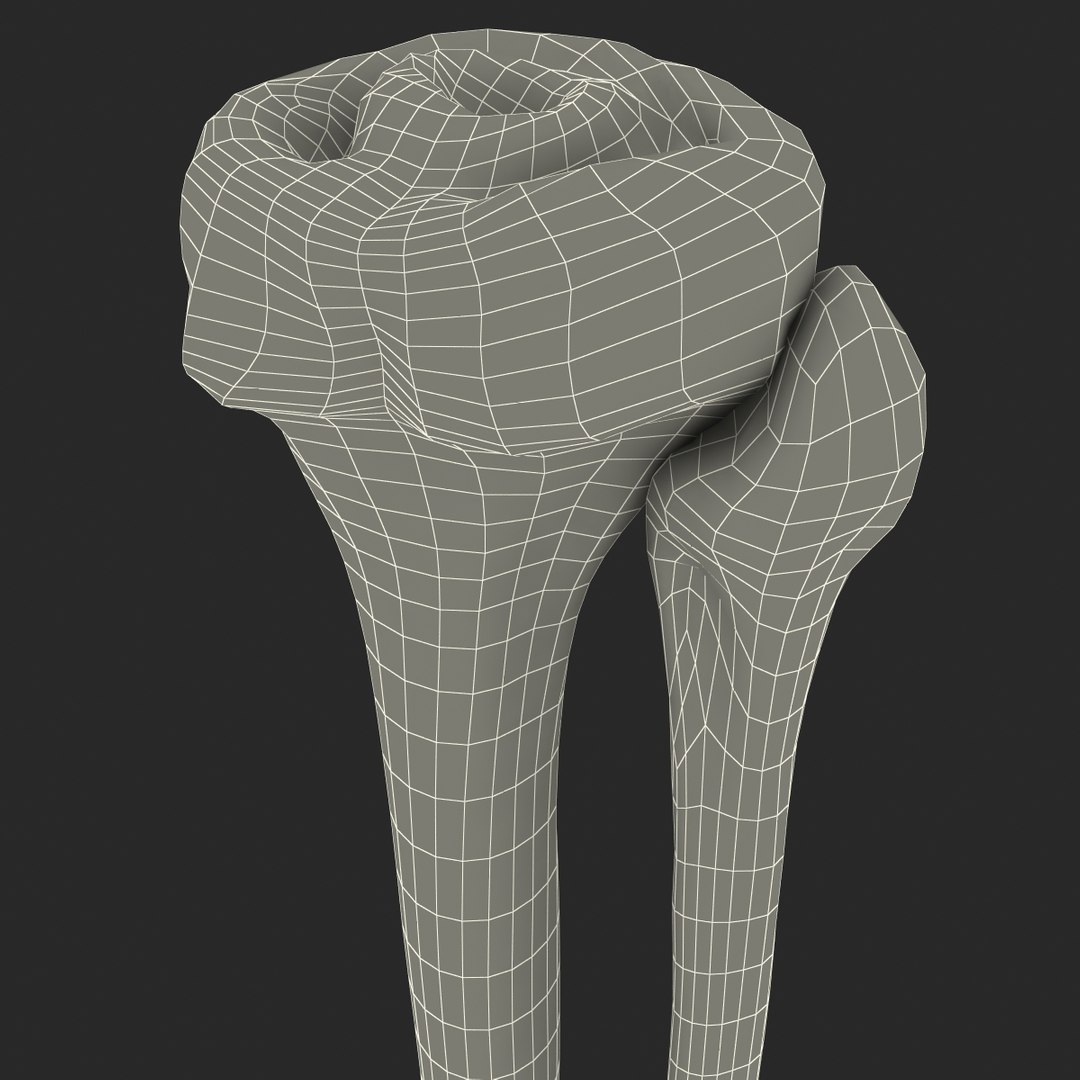 3d Model Fibula Tibia Bone