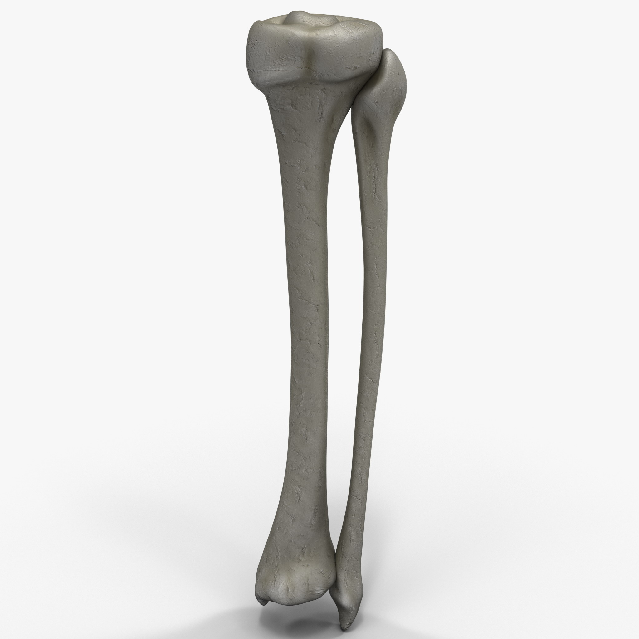 3d model fibula tibia bone