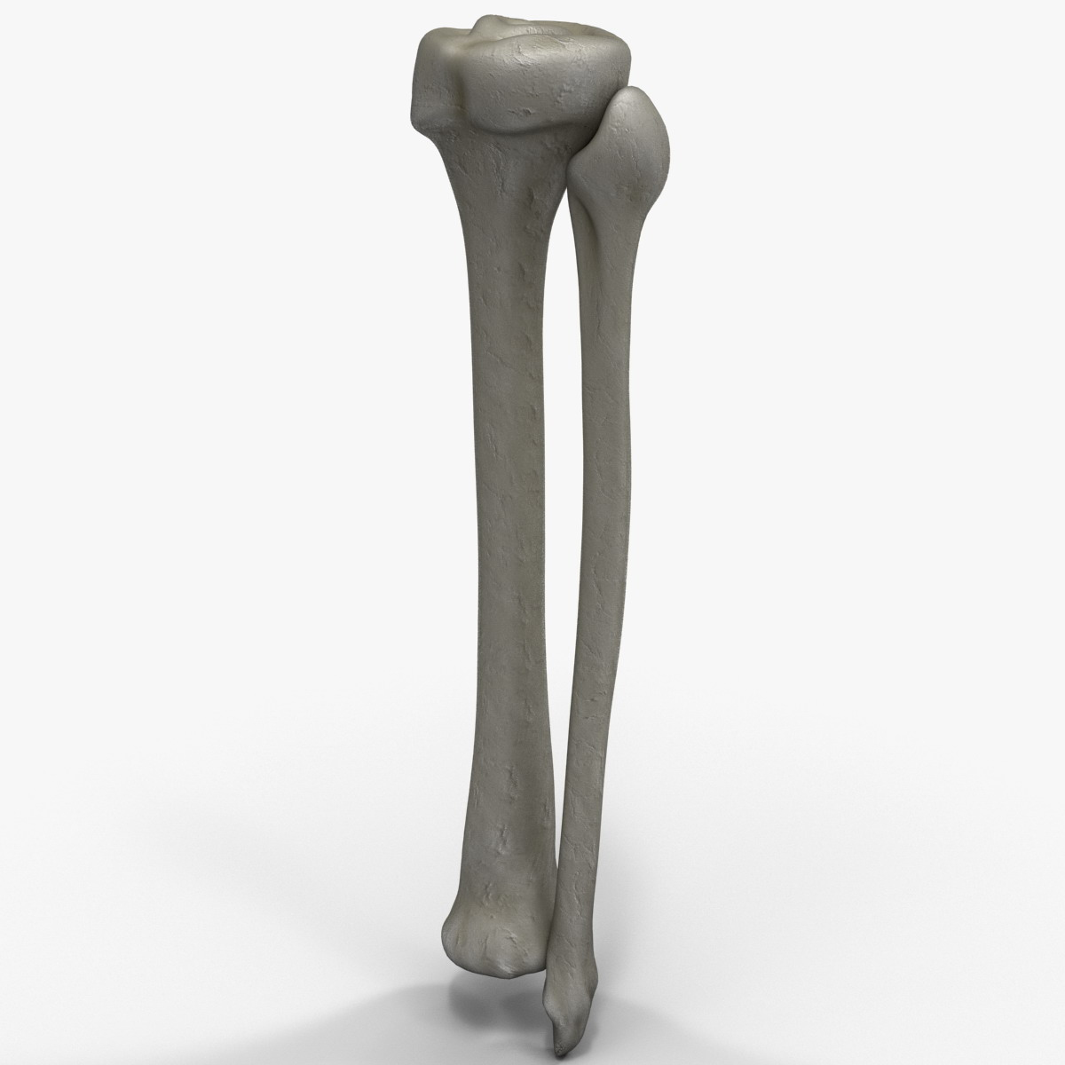 3d model fibula tibia bone