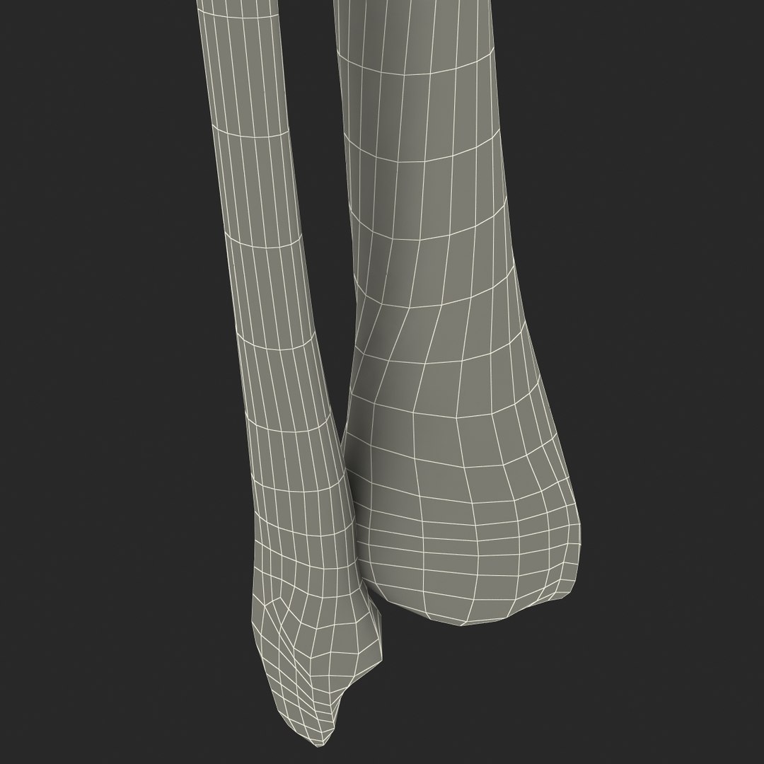 3d Model Fibula Tibia Bone