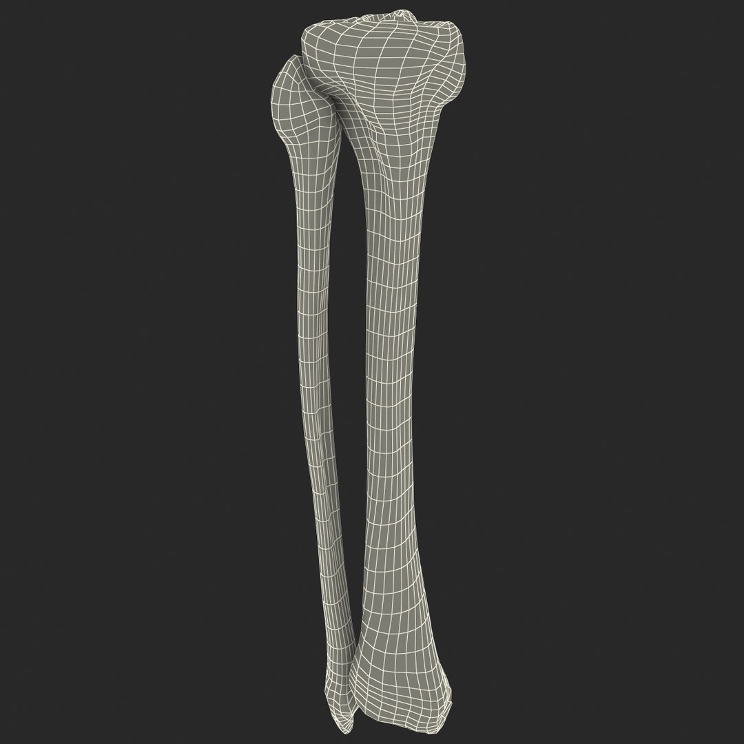 3d Model Fibula Tibia Bone