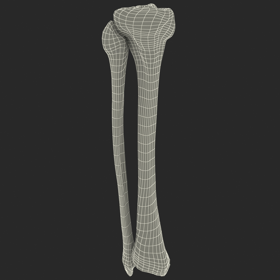 3d model fibula tibia bone