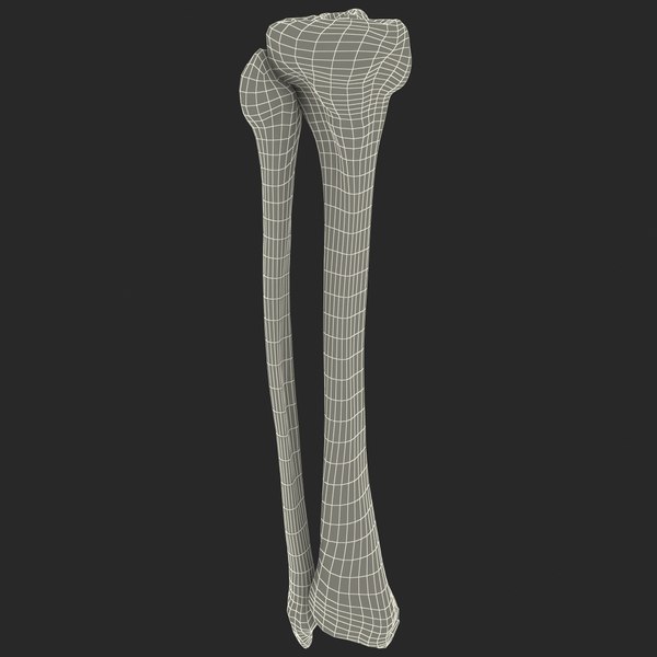 3d model fibula tibia bone