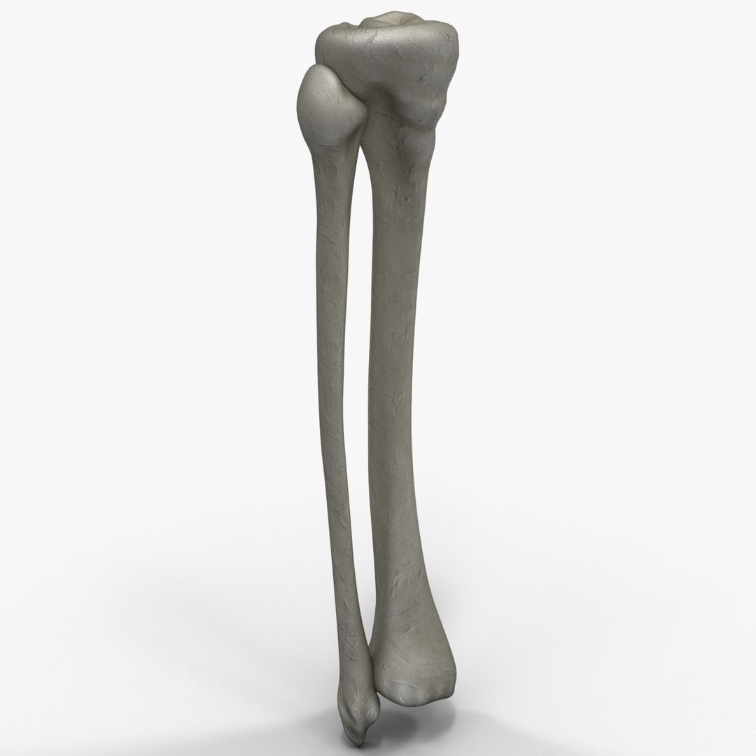 3d Model Fibula Tibia Bone