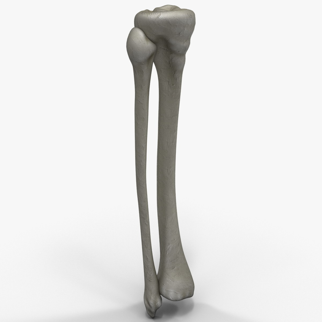 modelo 3d Peroné y tibia - TurboSquid 761445