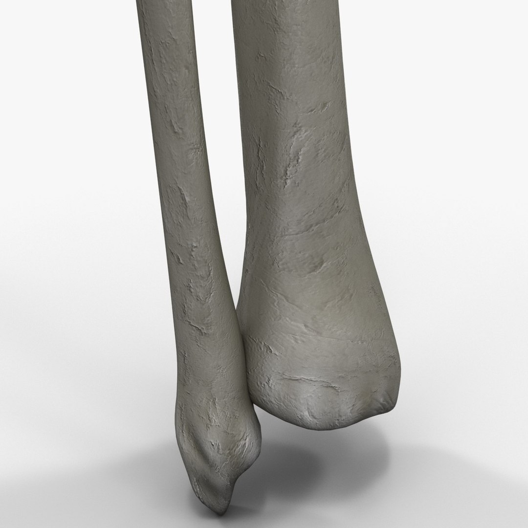 3d Model Fibula Tibia Bone