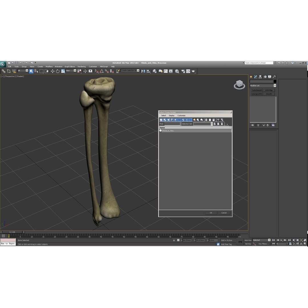 3d Model Fibula Tibia Bone