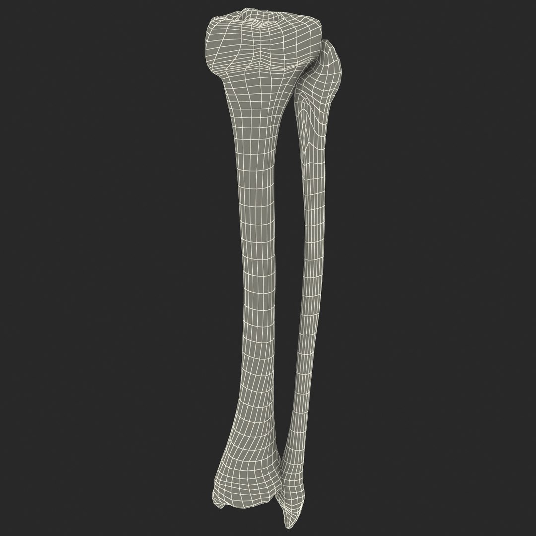 3d Model Fibula Tibia Bone