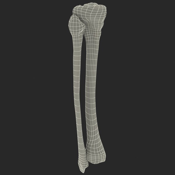 3d model fibula tibia bone