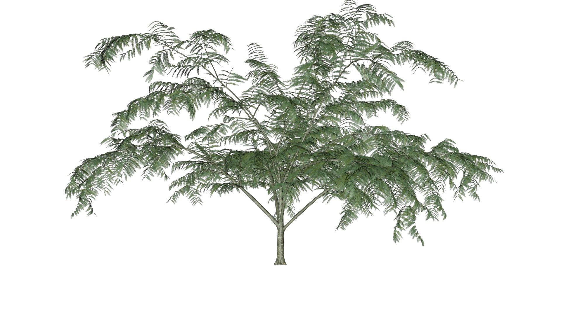 Mimosa Tree - 01 - 3D Model - TurboSquid 2377167