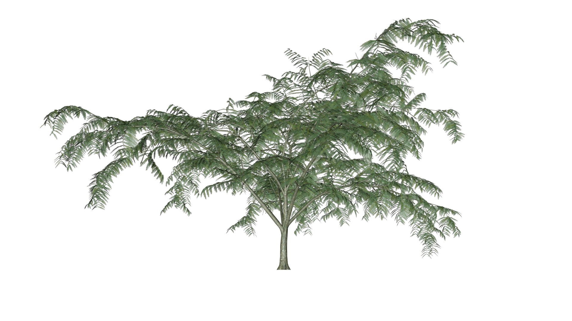 Mimosa Tree - 01 - 3D Model - TurboSquid 2377167