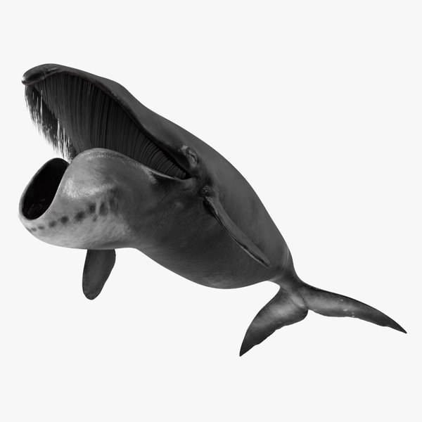 Bowhead Whale 3D Models for Download | TurboSquid