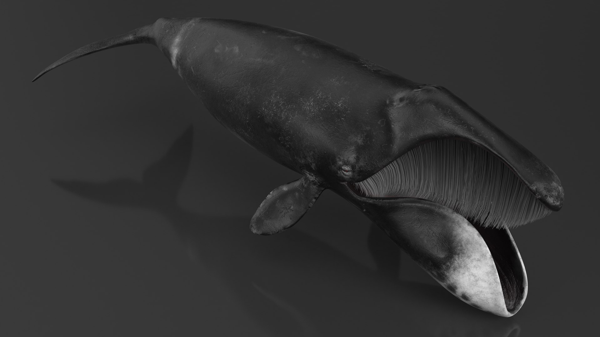 Greenland Right Whale Model - TurboSquid 2115674