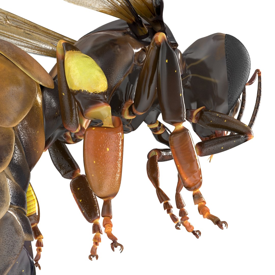 3d model honey bee pose 3