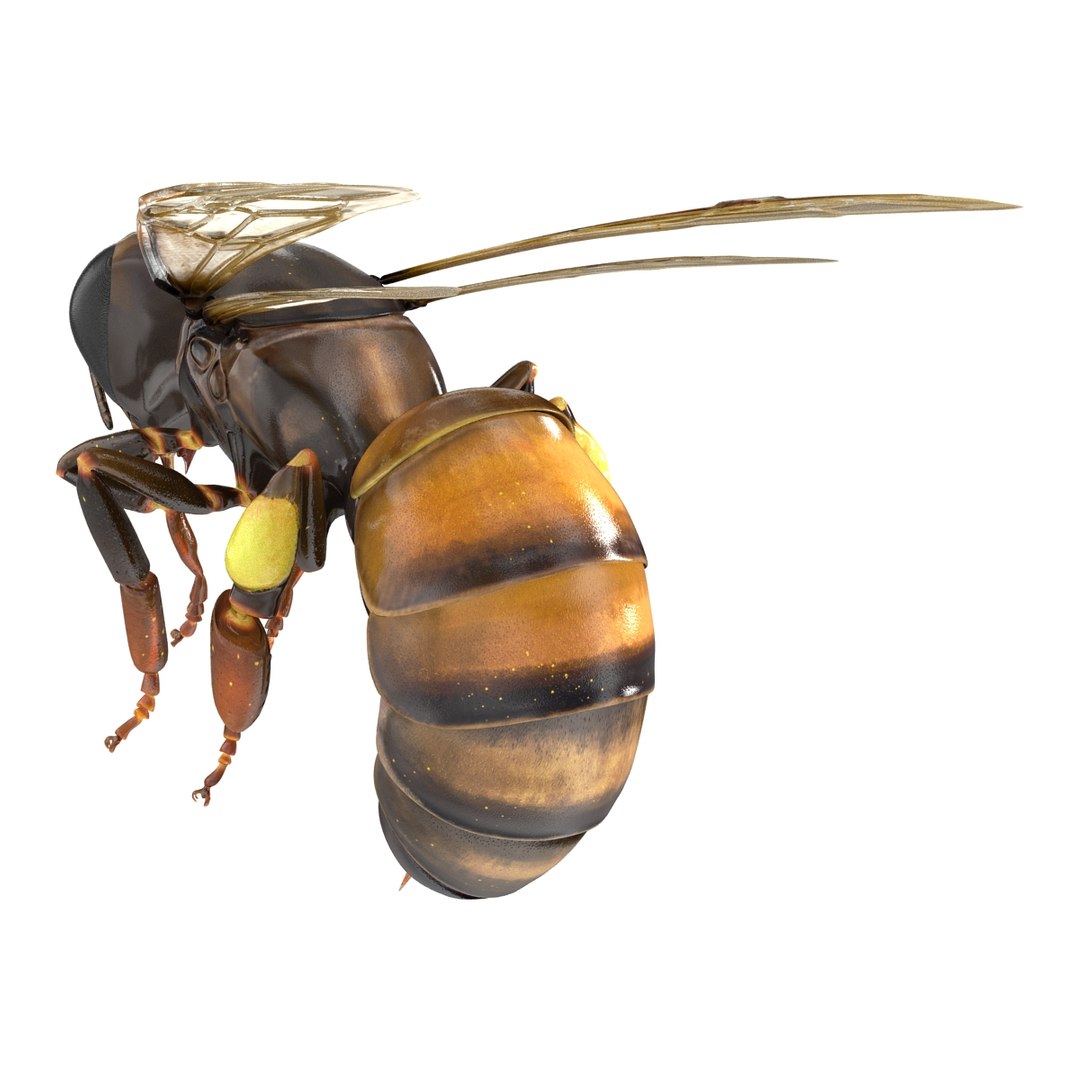 3d Model Honey Bee Pose 3