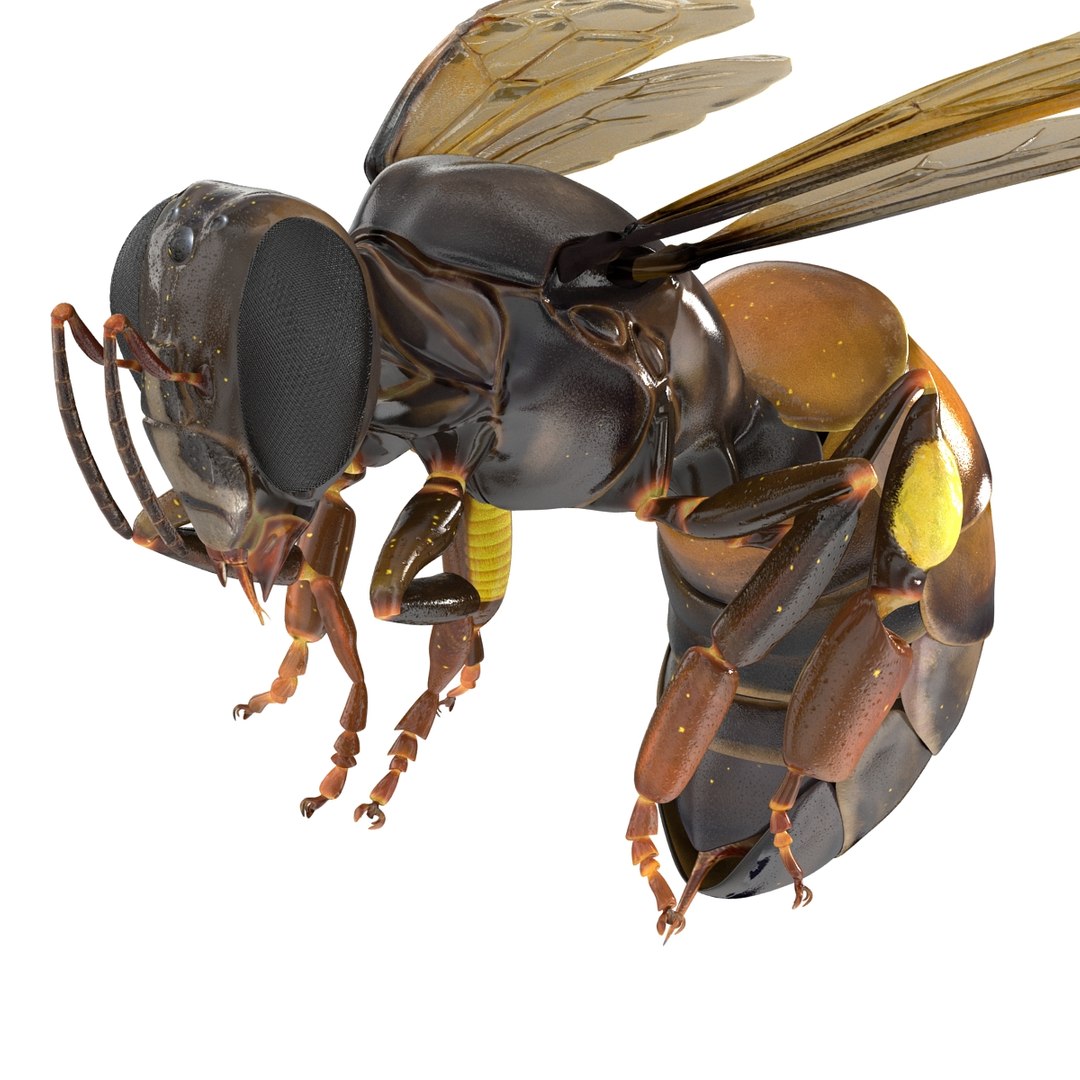 3d model honey bee pose 3