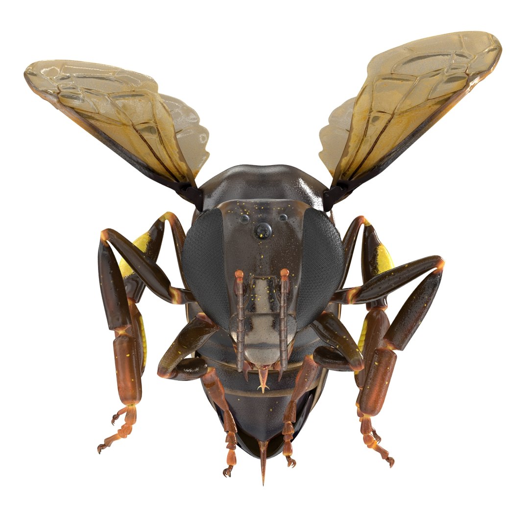 3d Model Honey Bee Pose 3