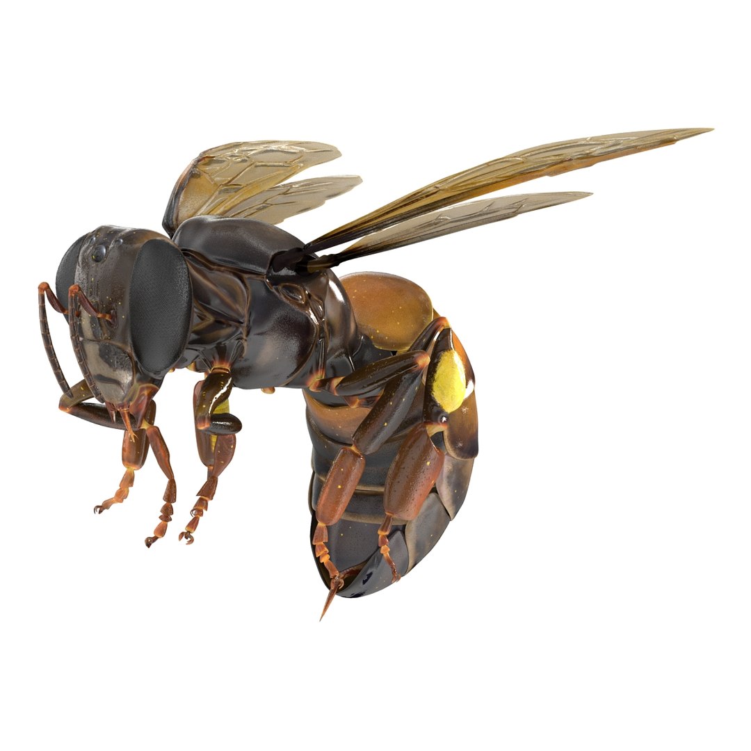3d Model Honey Bee Pose 3