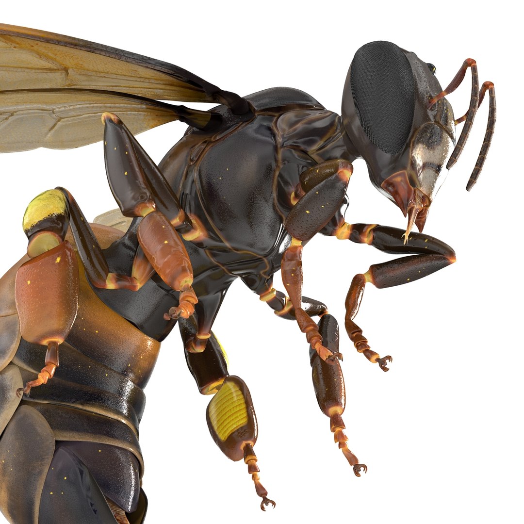 3d model honey bee pose 3