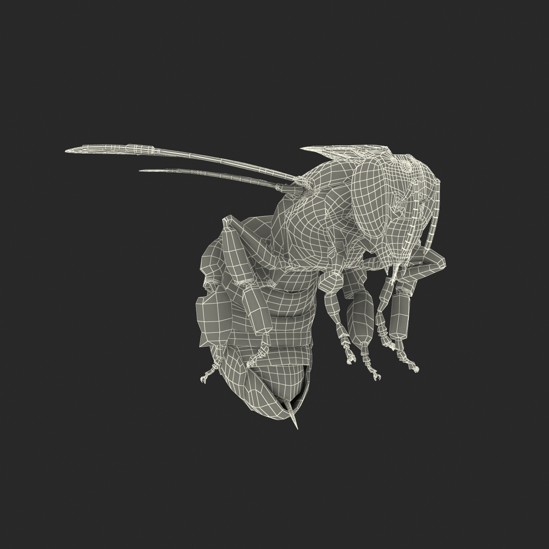 3d Model Honey Bee Pose 3