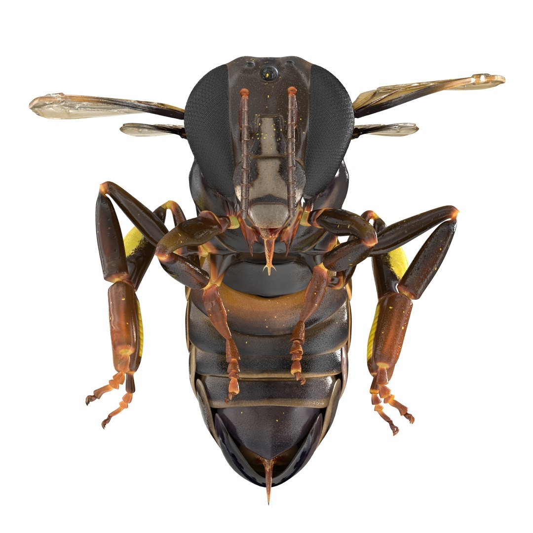 3d model honey bee pose 3