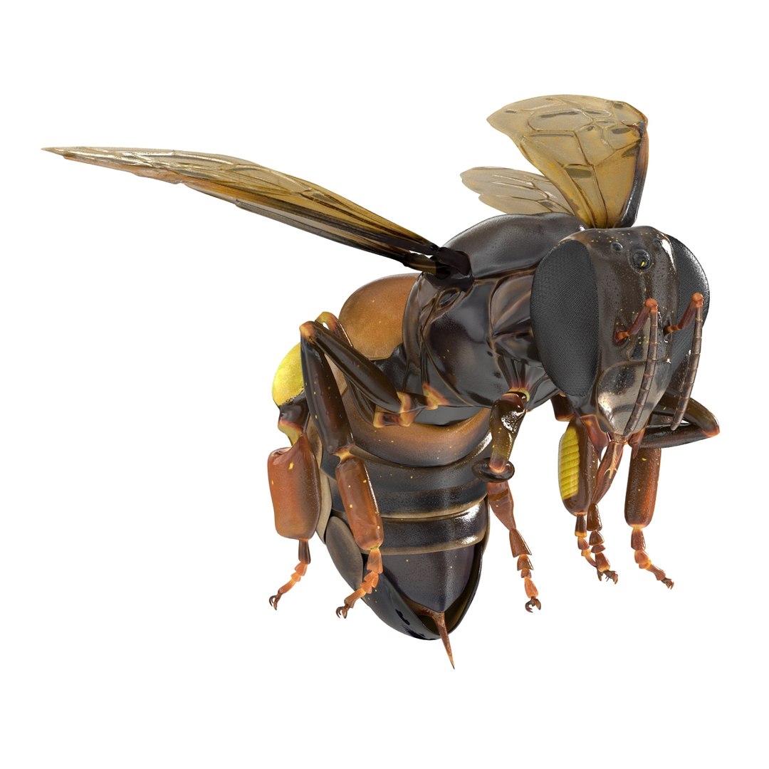 3d Model Honey Bee Pose 3