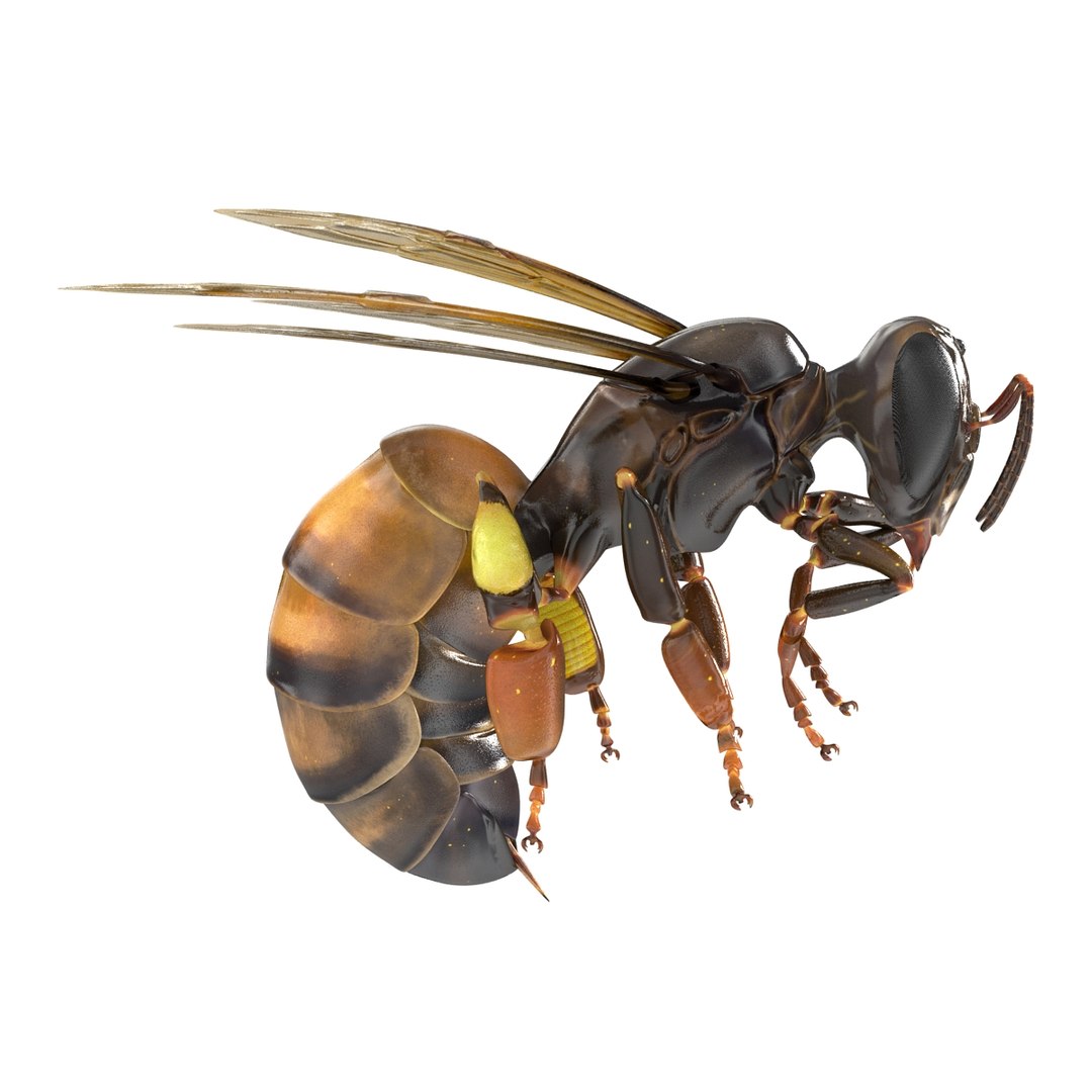 3d Model Honey Bee Pose 3