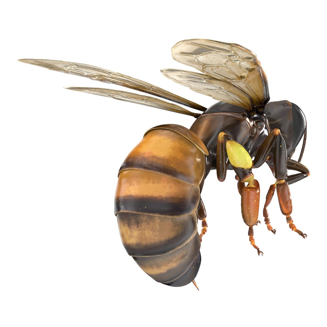 3d model honey bee pose 3