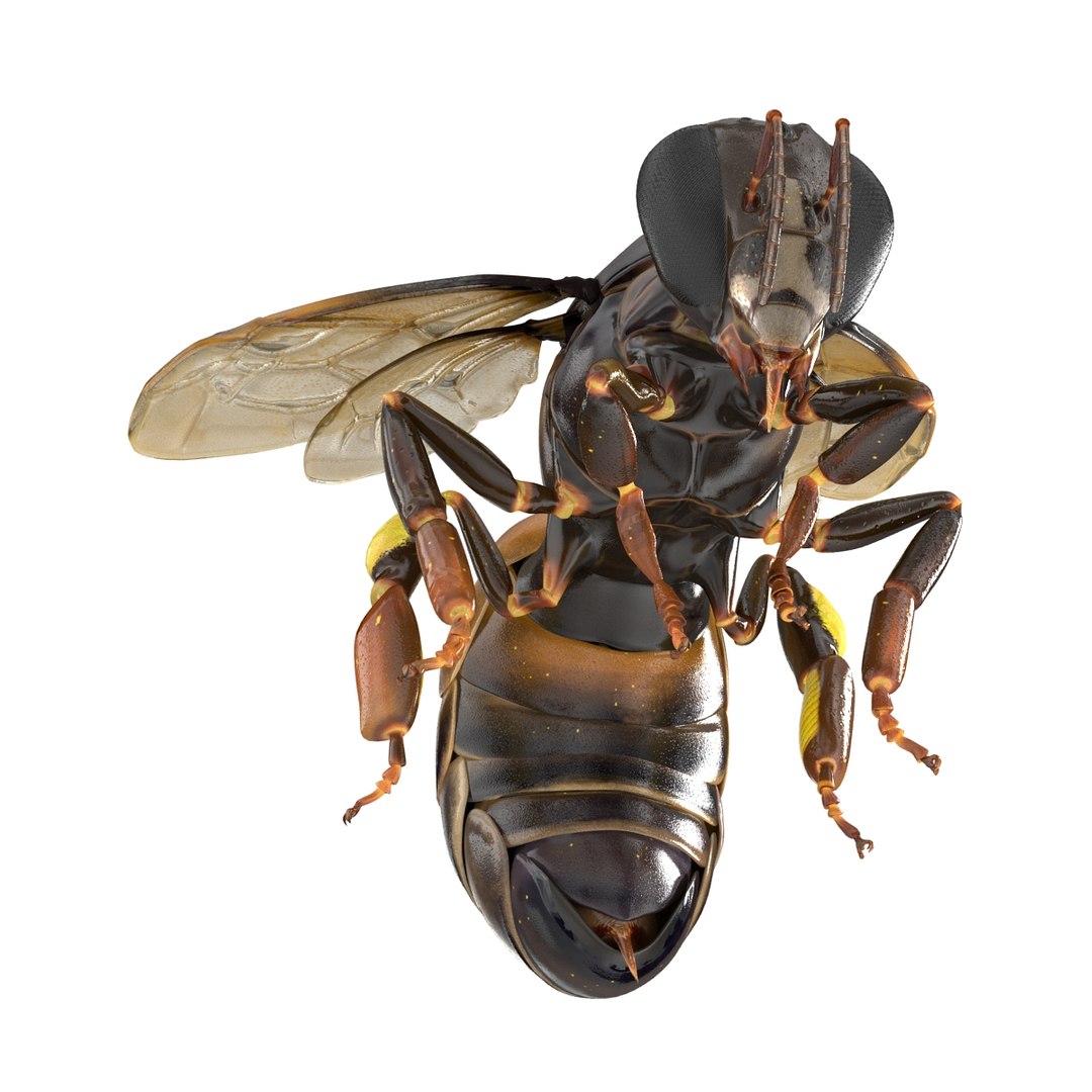 3d model honey bee pose 3