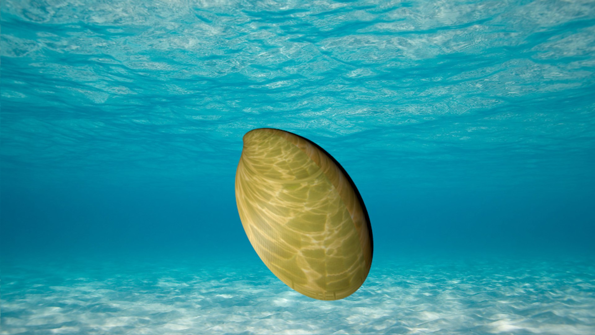 3d bittersweet shell model