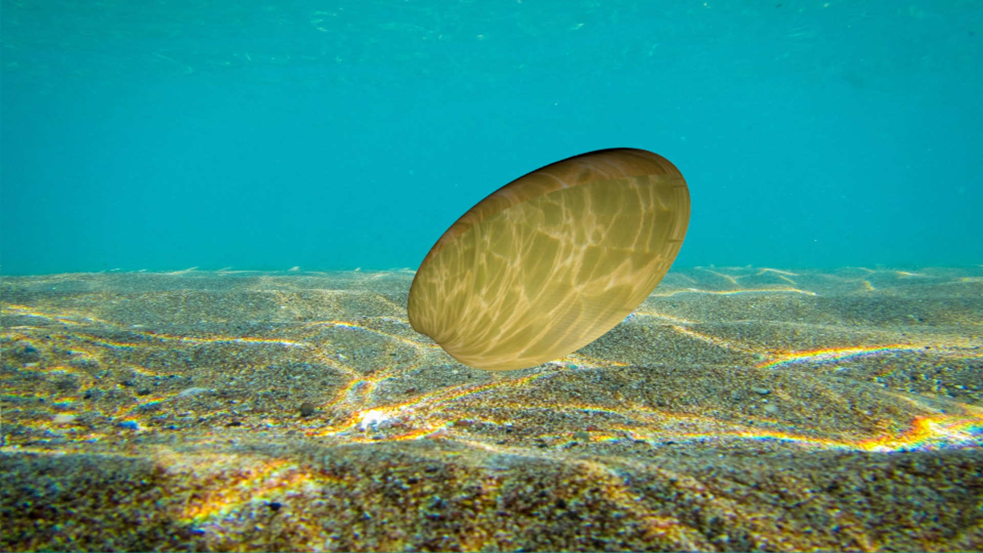 3d bittersweet shell model