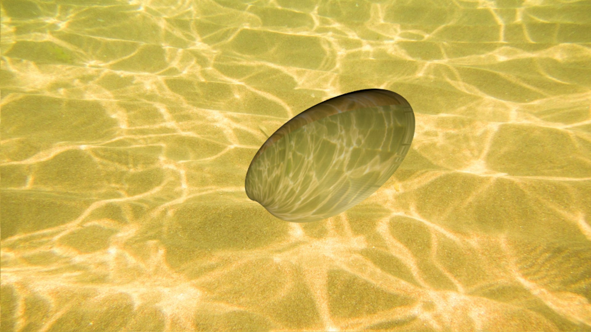 3d bittersweet shell model