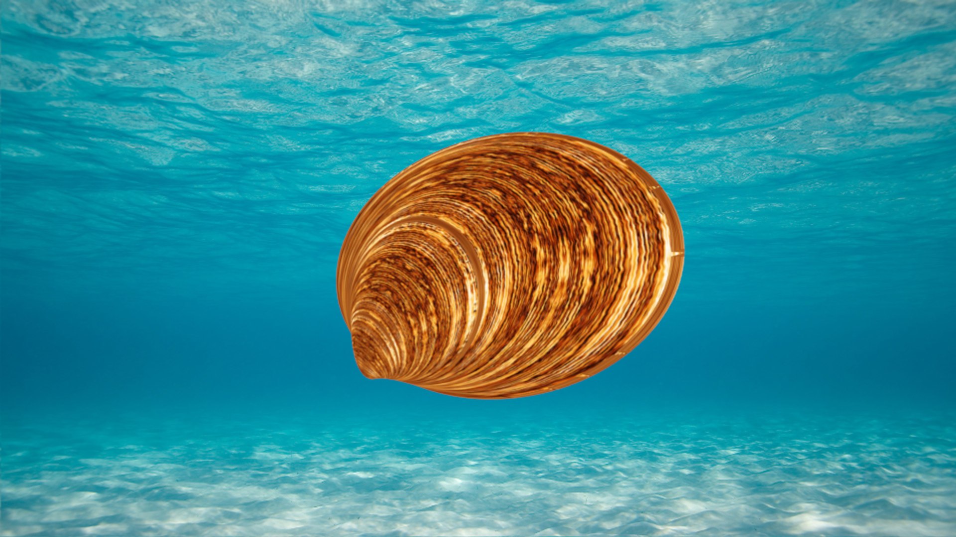 3d bittersweet shell model