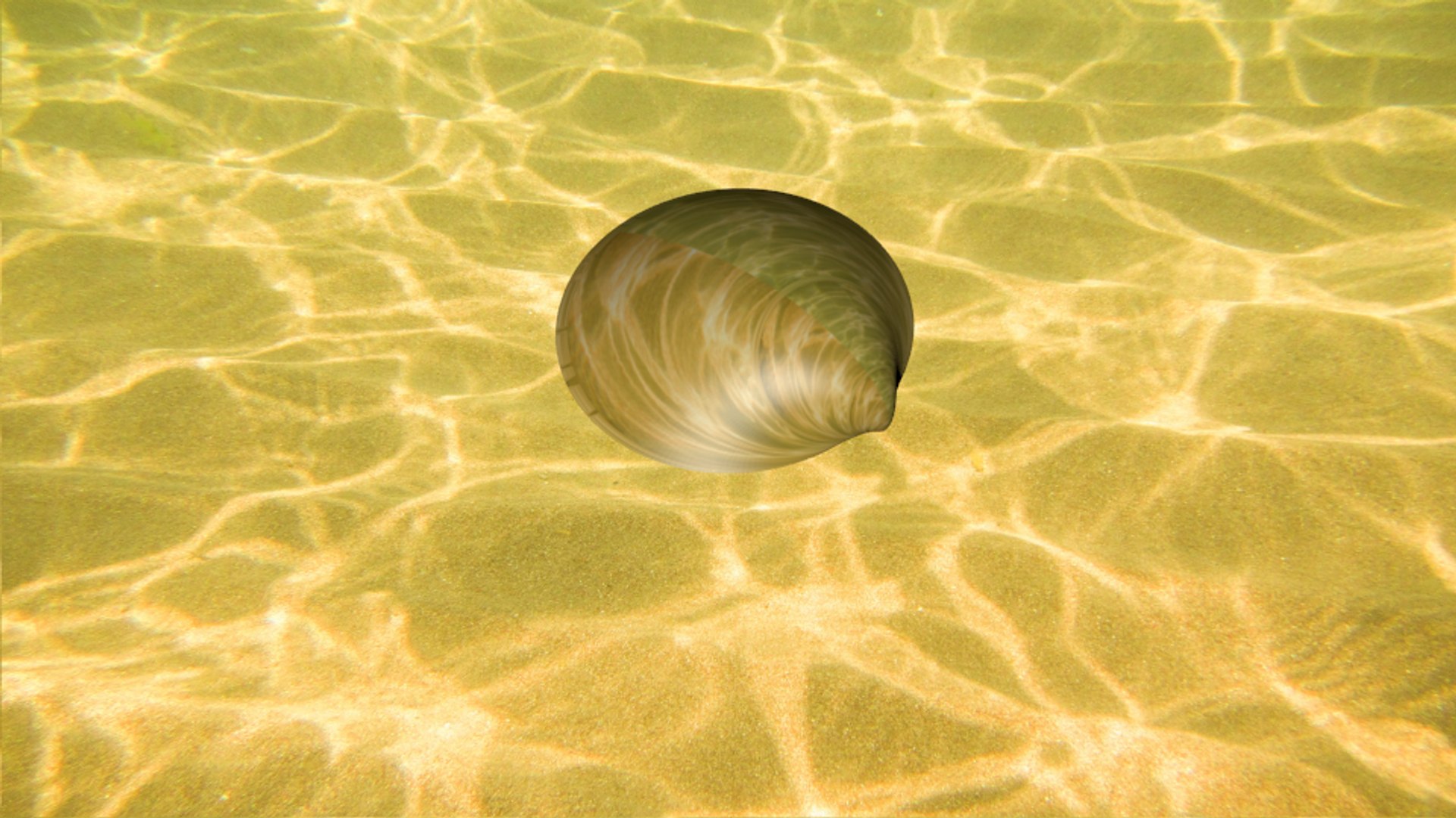 3d bittersweet shell model